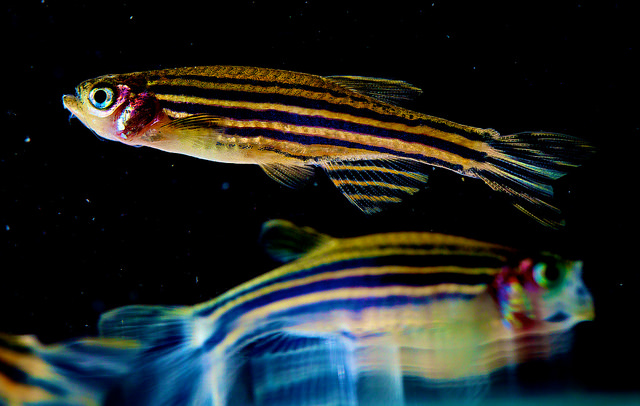 David Prober: Sleeping Like the Fishes - Rita Allen Foundation