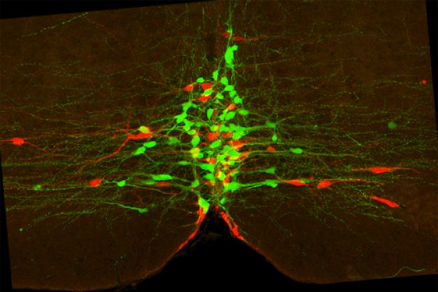 The Past and Future of Pioneering Research - Rita Allen Foundation
