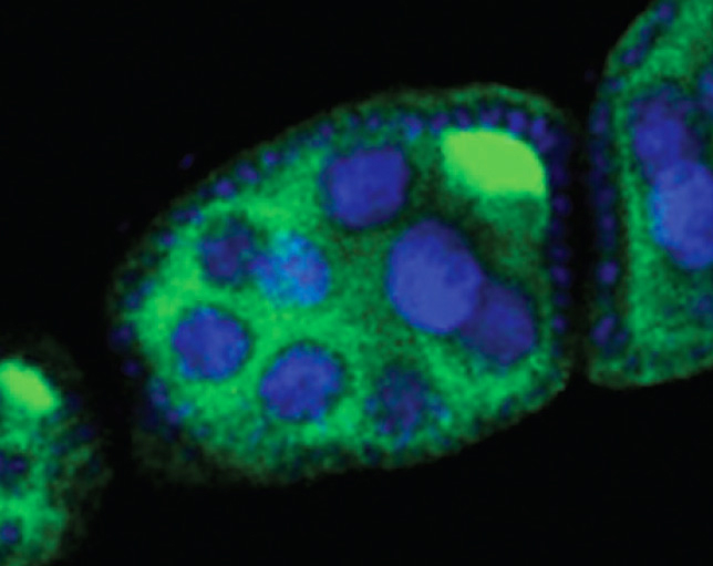 Gregory Hannon: Tools for Tough Questions - Rita Allen Foundation