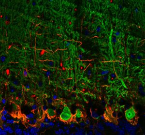 Tom Maniatis: Mastering Methods and Exploring Molecular Mechanisms ...