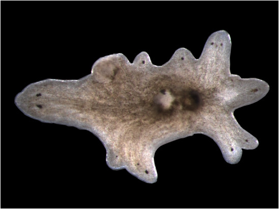 Peter Reddien: Riveted by Regeneration - Rita Allen Foundation