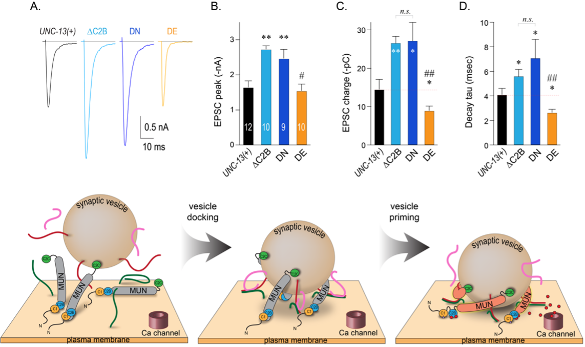 Jeremy Dittman: Combining Complex Perspectives - Rita Allen Foundation